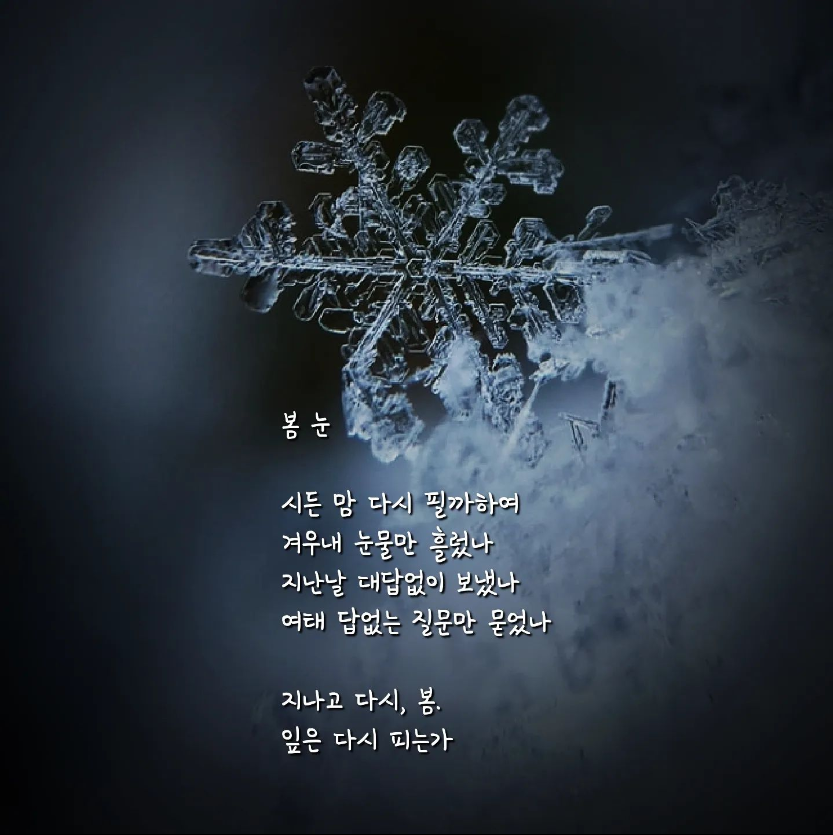 시) 봄눈 - mysetting